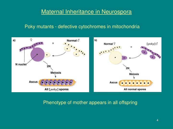 PPT - Non-Mendelian Inheritance PowerPoint Presentation - ID:2251127