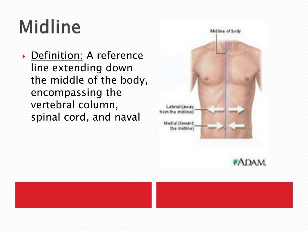 PPT Anatomical Planes And Directions PowerPoint Presentation Free PPT Anatomical Planes And Directions PowerPoint Presentation Free