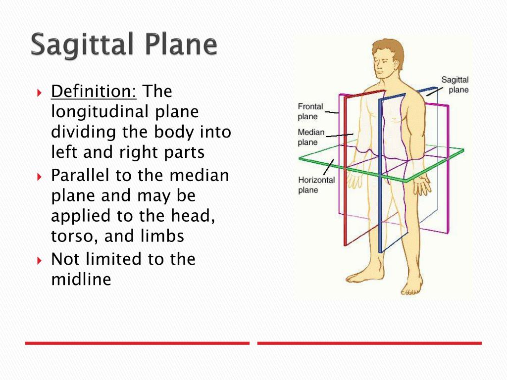 PPT Anatomical Planes And Directions PowerPoint Presentation Free