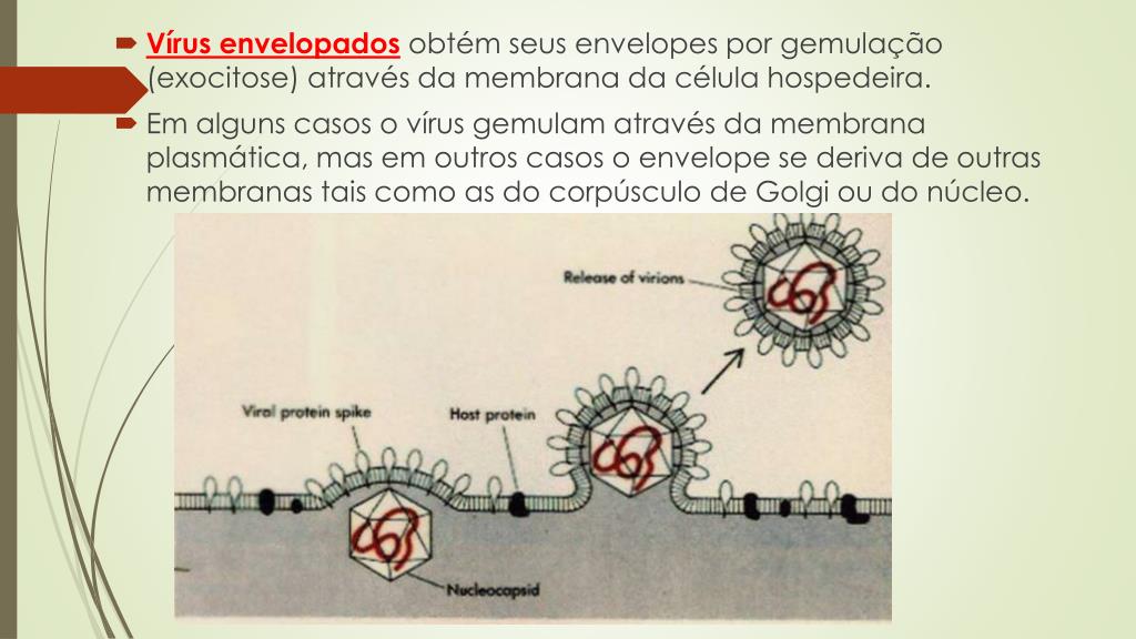PPT - Estrutura, Morfologia e Replicação Viral PowerPoint Presentation ...