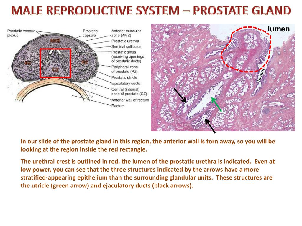 PPT - Male Accessory Glands and Penis Digital Laboratory PowerPoint ...