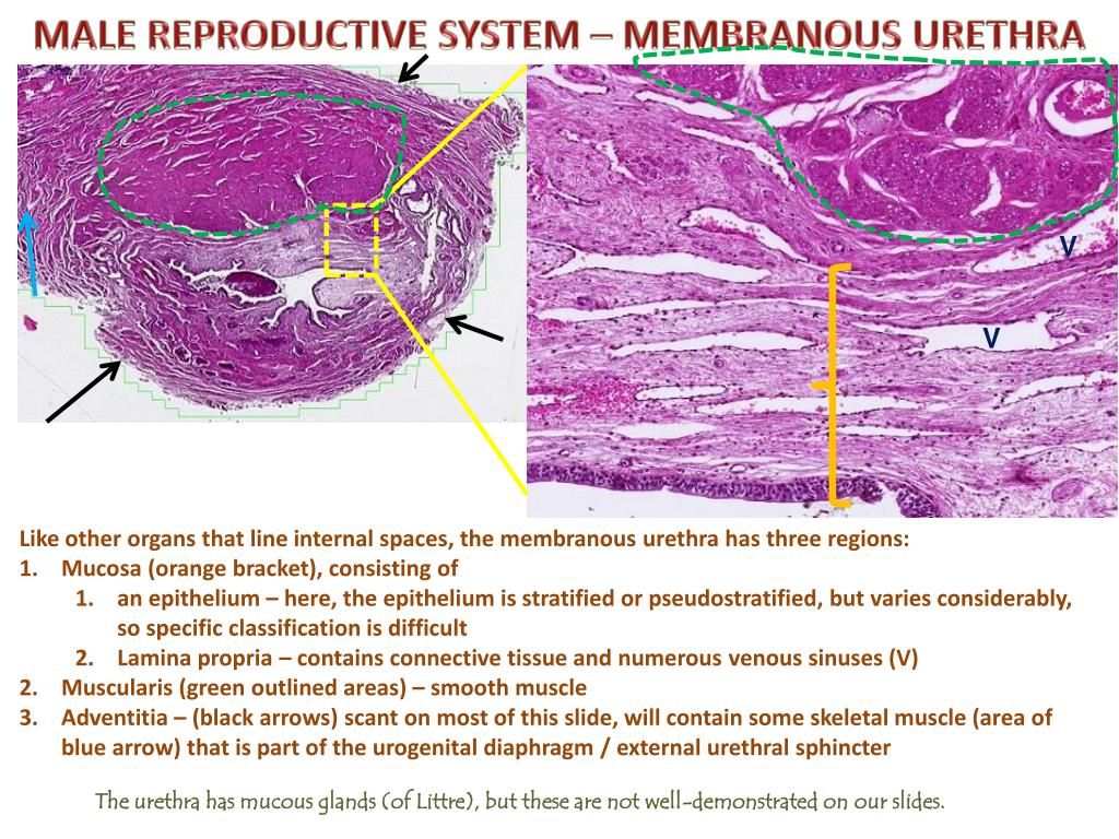 PPT - Male Accessory Glands and Penis Digital Laboratory PowerPoint ...