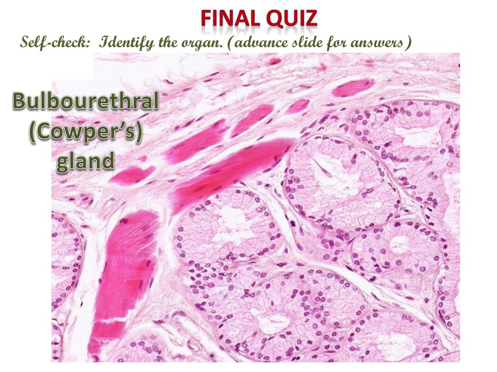 PPT - Male Accessory Glands and Penis Digital Laboratory PowerPoint ...