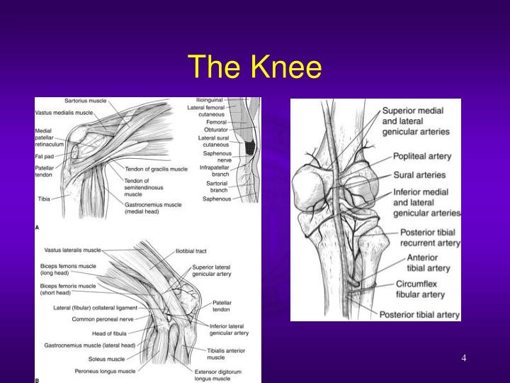 PPT - The Knee: Clinical Evaluation PowerPoint Presentation - ID:2251673