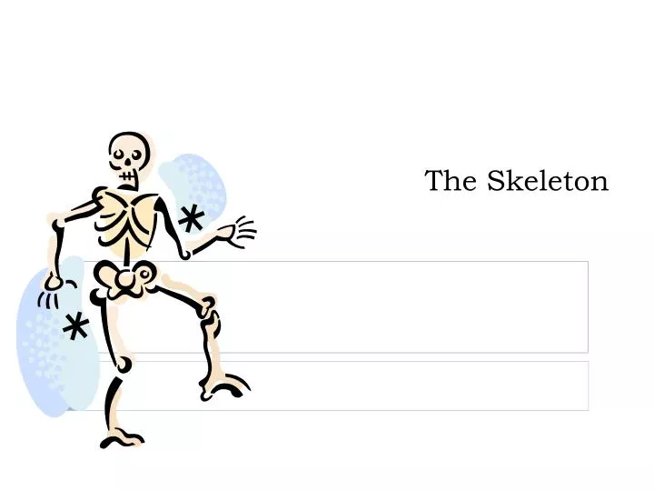 PPT - The Skeleton PowerPoint Presentation, free download - ID:2251885
