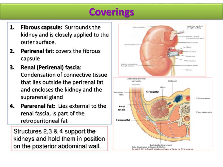 PPT - Anatomy of The Kidney PowerPoint Presentation - ID:2251988