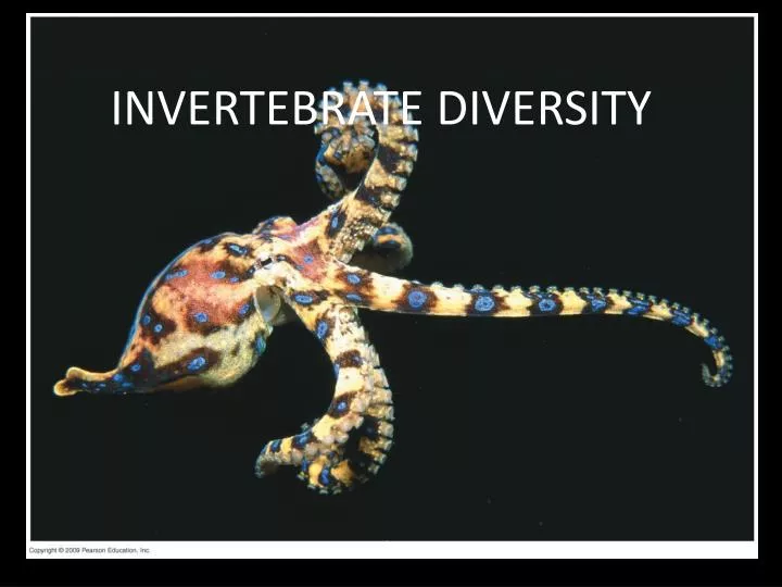 PPT - INVERTEBRATE DIVERSITY PowerPoint Presentation, free download ...