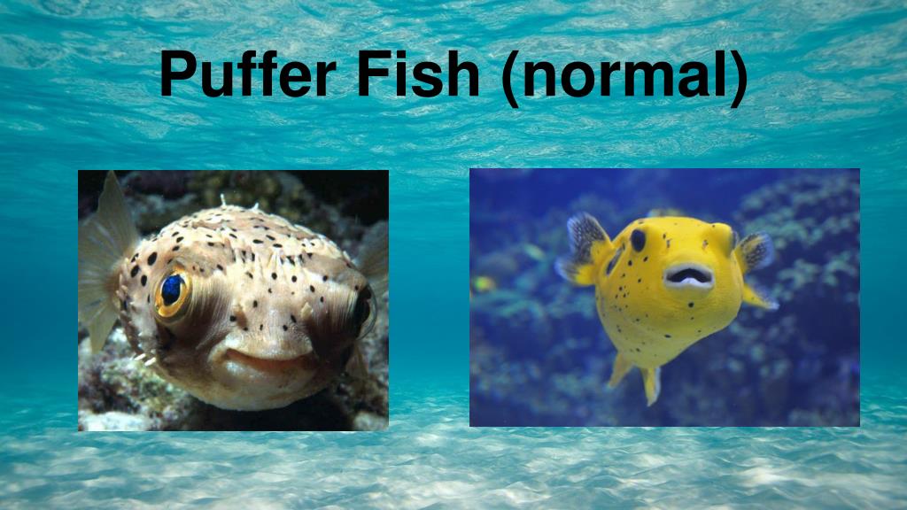 PPT - Puffer fish ( Tetraodontidae) PowerPoint Presentation, free ...