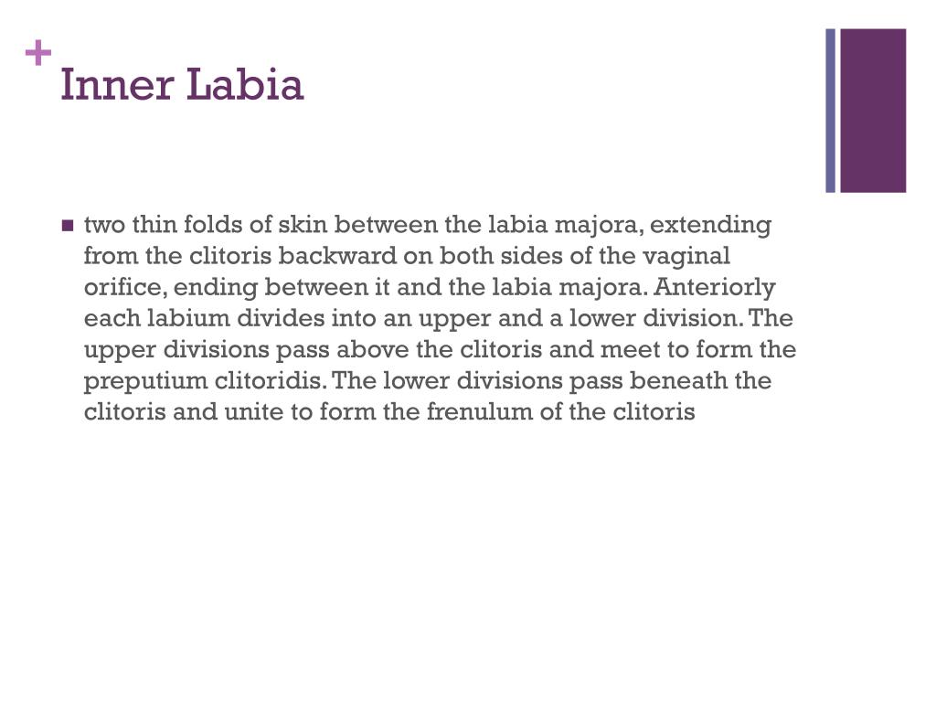 PPT - Male and Female Reproductive Anatomy PowerPoint Presentation ...