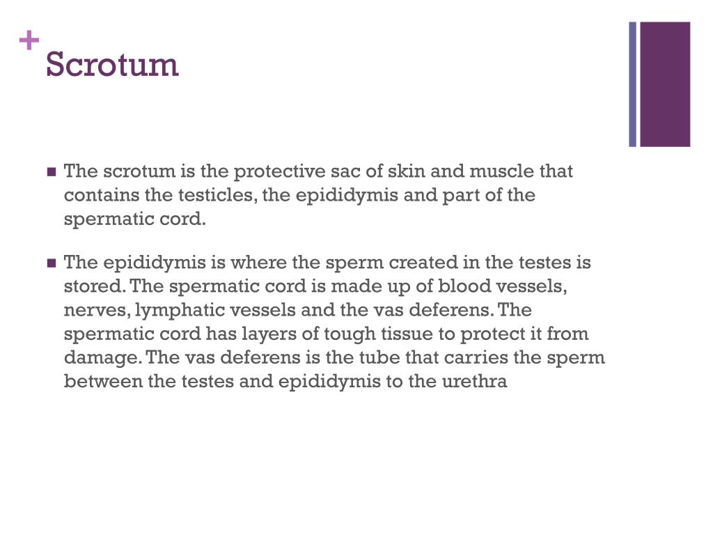 PPT - Male and Female Reproductive Anatomy PowerPoint Presentation ...