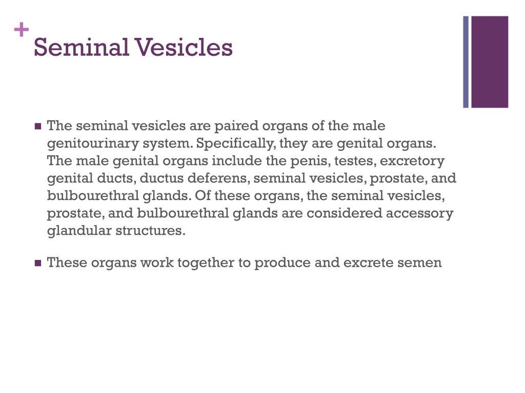 PPT - Male and Female Reproductive Anatomy PowerPoint Presentation ...