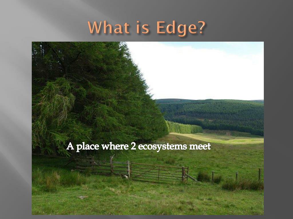PPT - Q. What are the major needs of an organism’s habitat? PowerPoint ...