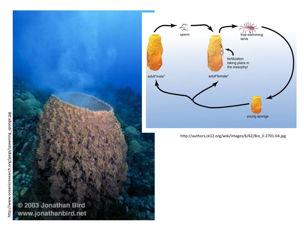 PPT - Kingdom Animalia Phylum Porifera : “The Sponges” PowerPoint ...