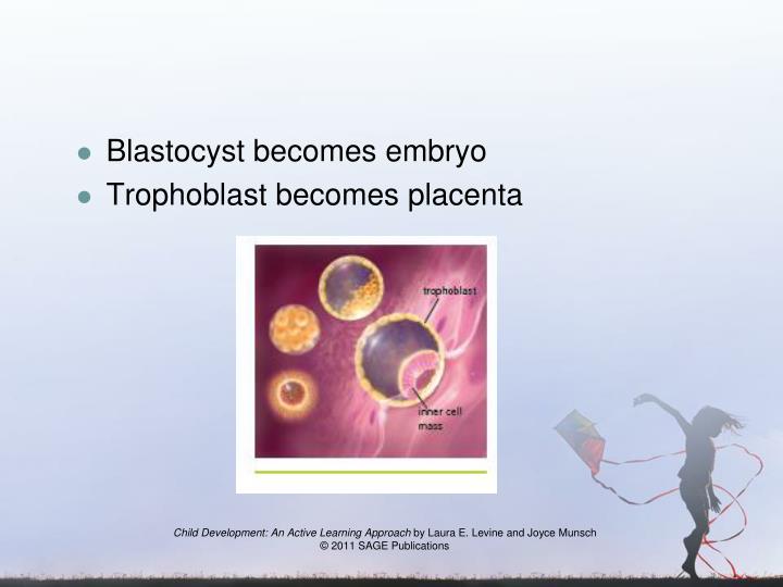 PPT - Child Development: Chapter 5 Prenatal Development, Birth and the ...
