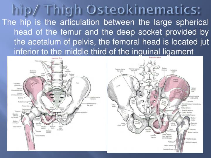PPT - Pathomechanics of Hip Joint (part I) PowerPoint Presentation - ID ...