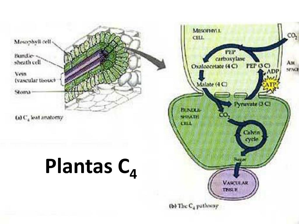 PPT - Ecofisiología Vegetal en Sistemas Agroforestales PowerPoint ...