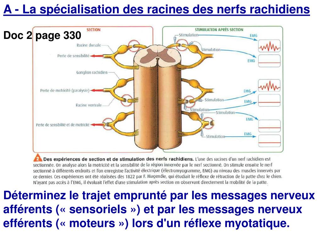 PPT - Thème 3B. Neurone et fibre musculaire : la communication nerveuse ...