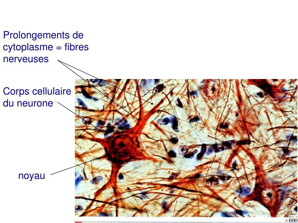 PPT - Thème 3B. Neurone et fibre musculaire : la communication nerveuse ...