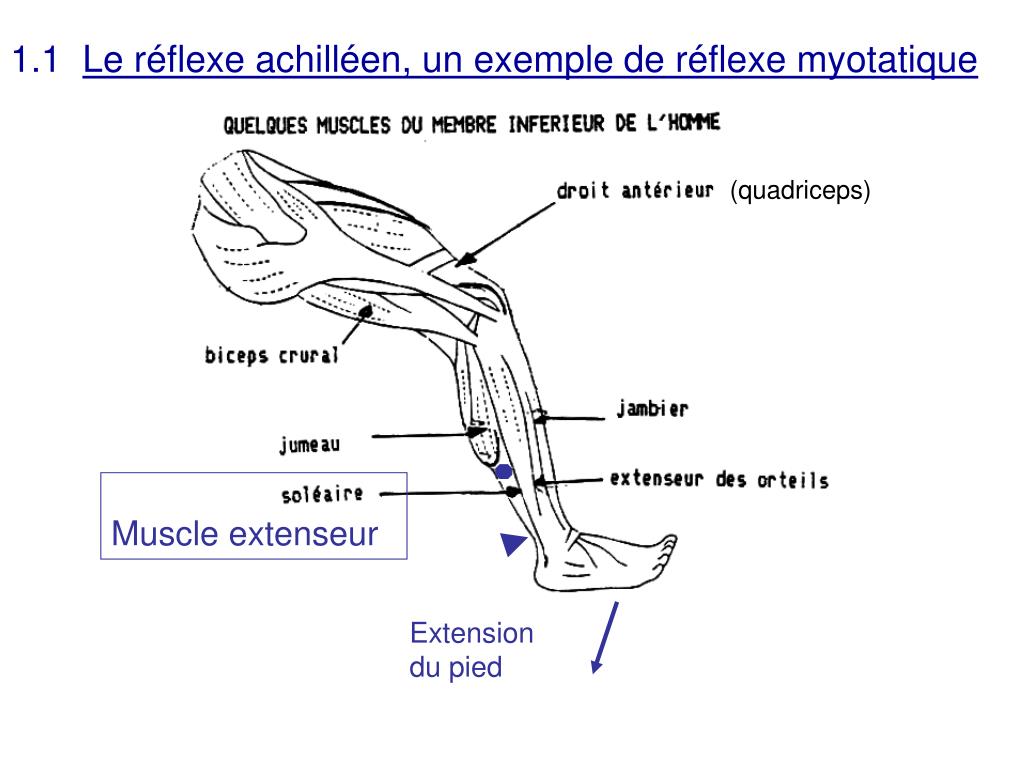PPT - Thème 3B. Neurone et fibre musculaire : la communication nerveuse ...