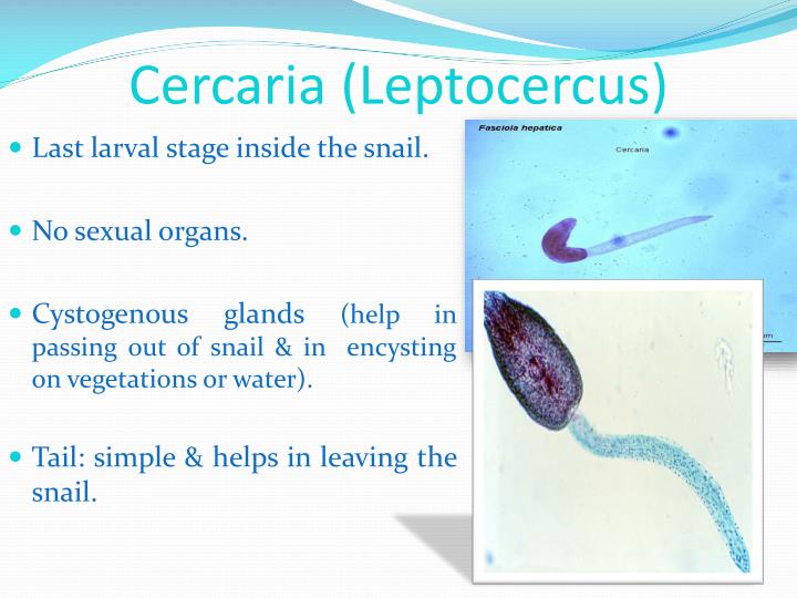 PPT - FASCIOLA HEPATICA PowerPoint Presentation - ID:2253178