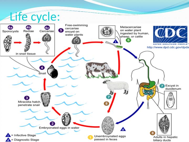 Fasciola Hepatica Habitat Structure And Life History