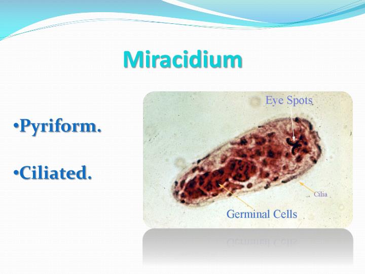 PPT - FASCIOLA HEPATICA PowerPoint Presentation - ID:2253178