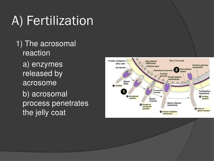 PPT - Animal Development PowerPoint Presentation - ID:2253435