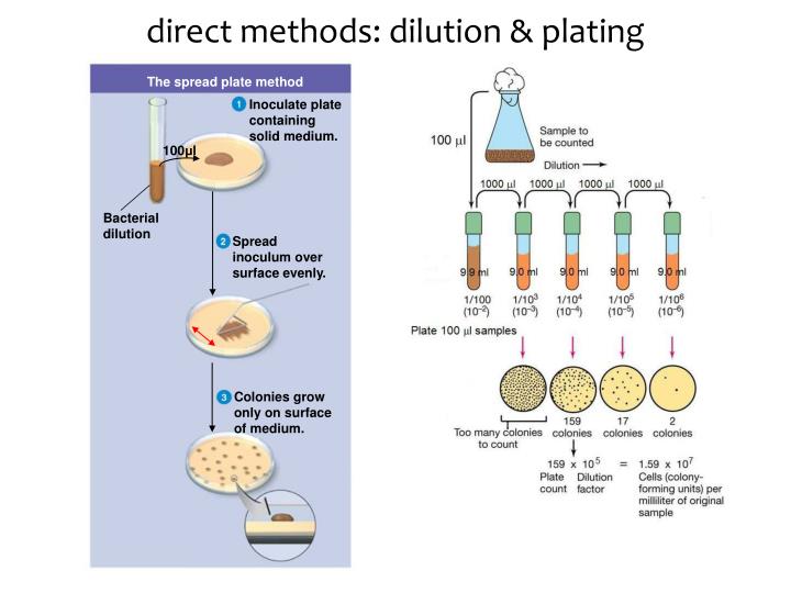 PPT - chapter 6: measuring microbial growth microbial growth ...