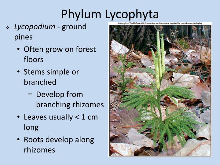 PPT - The Seedless Vascular Plants: Ferns and Their Relatives PowerPoint Presentation - ID:2253629