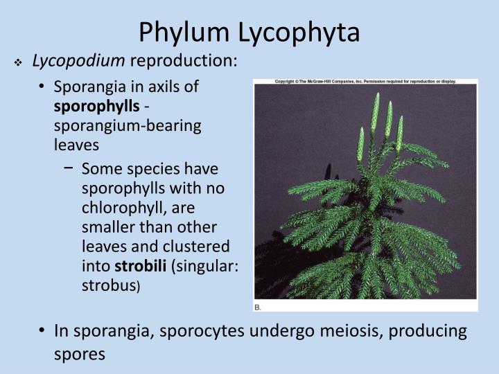 PPT - The Seedless Vascular Plants: Ferns and Their Relatives PowerPoint Presentation - ID:2253629