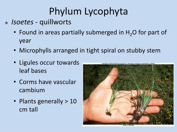 PPT - The Seedless Vascular Plants: Ferns and Their Relatives ...