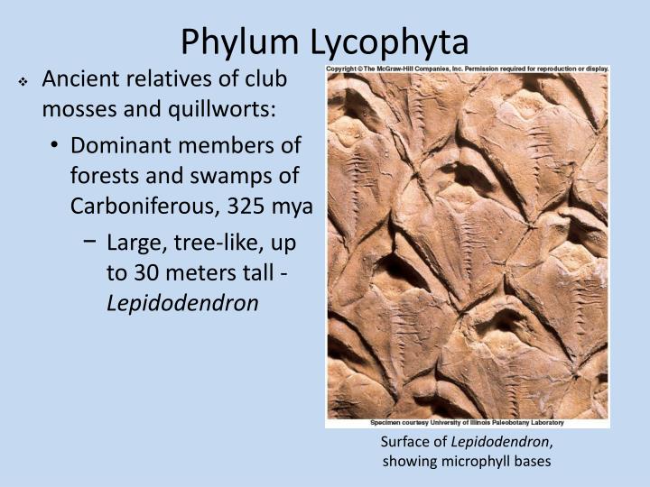 PPT - The Seedless Vascular Plants: Ferns and Their Relatives ...