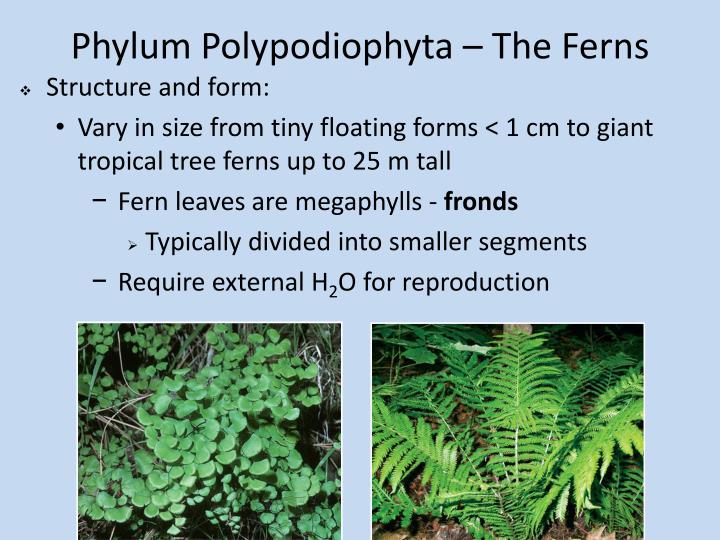 PPT - The Seedless Vascular Plants: Ferns and Their Relatives ...