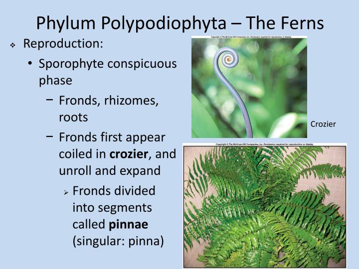 PPT - The Seedless Vascular Plants: Ferns and Their Relatives ...