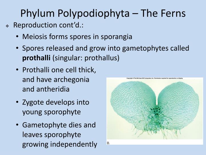 PPT - The Seedless Vascular Plants: Ferns and Their Relatives ...