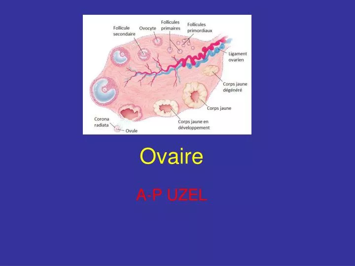 PPT - Ovaire PowerPoint Presentation, free download - ID:2253727