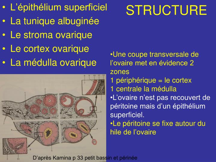 PPT - Ovaire PowerPoint Presentation - ID:2253727