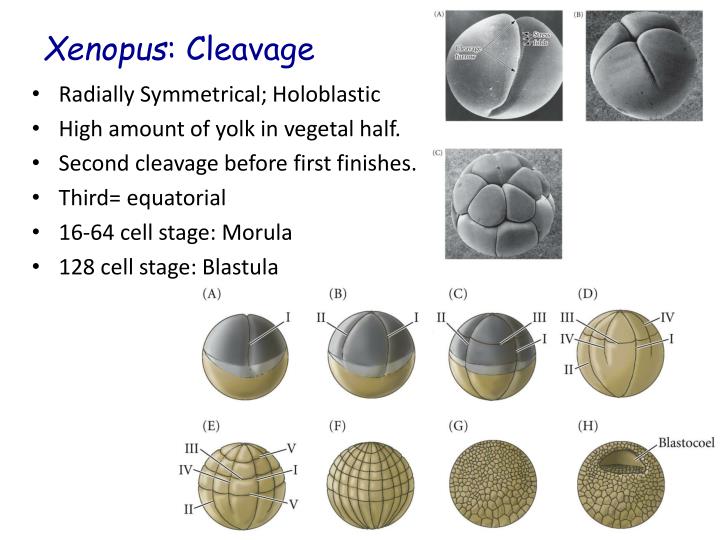 PPT - Early Vertebrate Development PowerPoint Presentation - ID:2253813