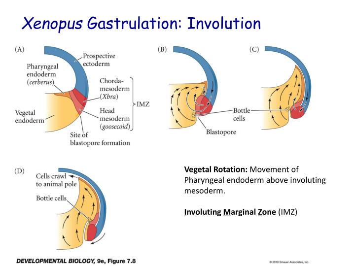 PPT - Early Vertebrate Development PowerPoint Presentation - ID:2253813