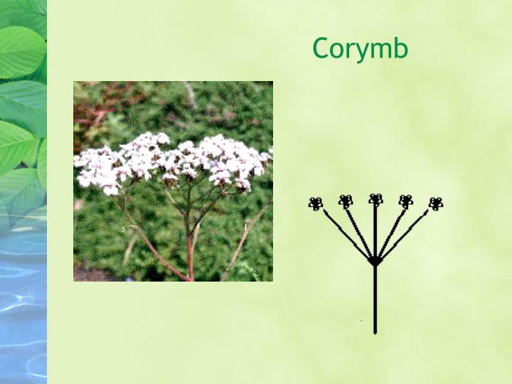 PPT - Plant classification PowerPoint Presentation - ID:2253855