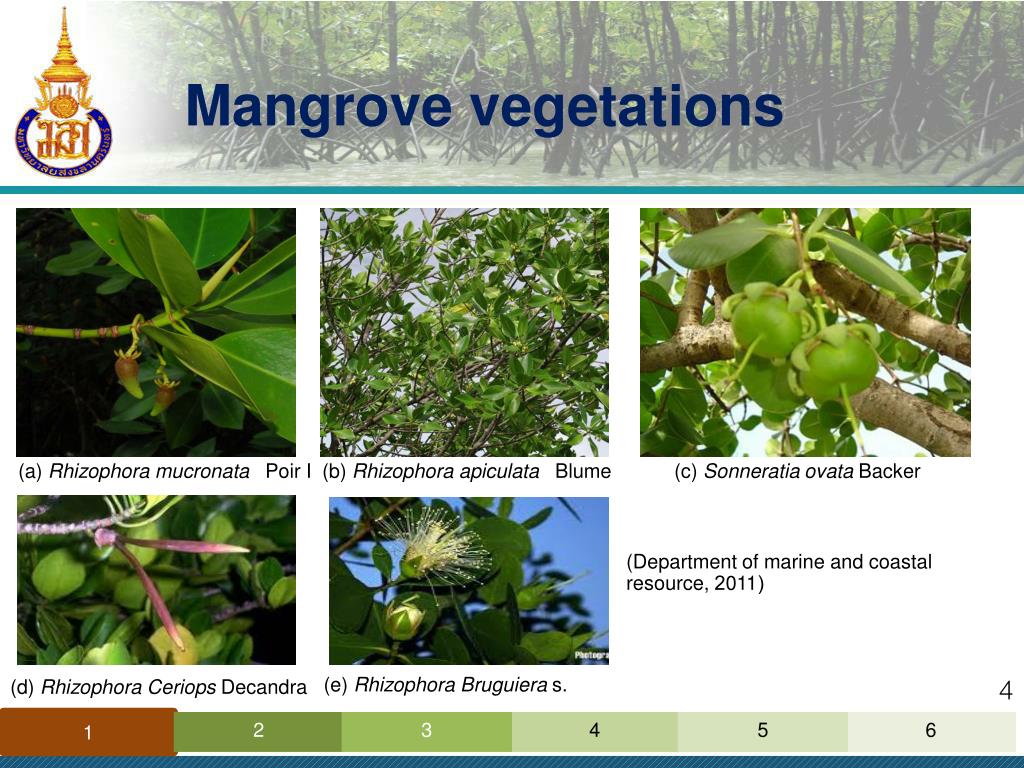 Ppt Comparison Of Vegetation Indices For Mangrove Mapping Using Theos