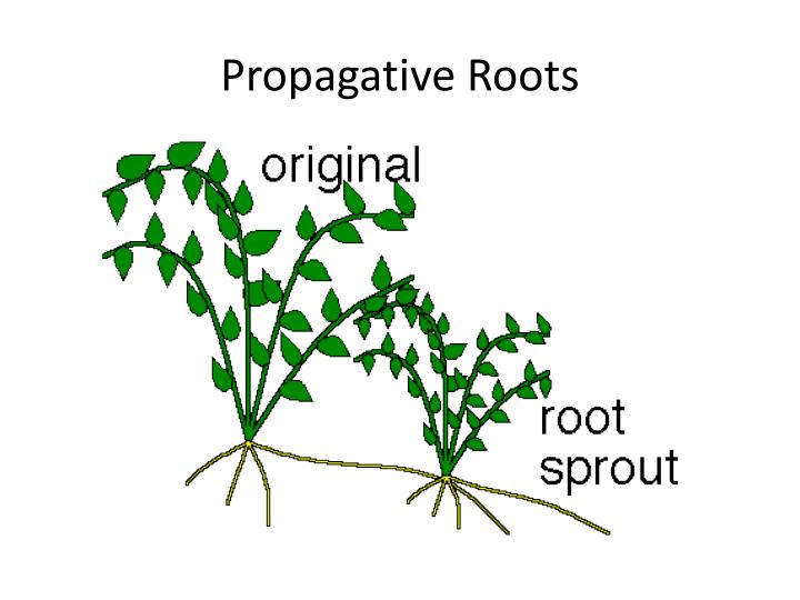 PPT - Roots PowerPoint Presentation - ID:2254032