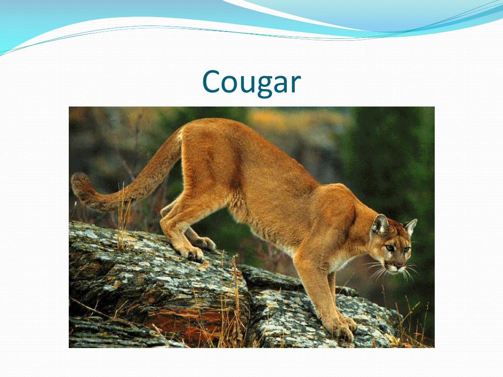 PPT - Fur Bearing Animals of Alberta PowerPoint Presentation, free ...