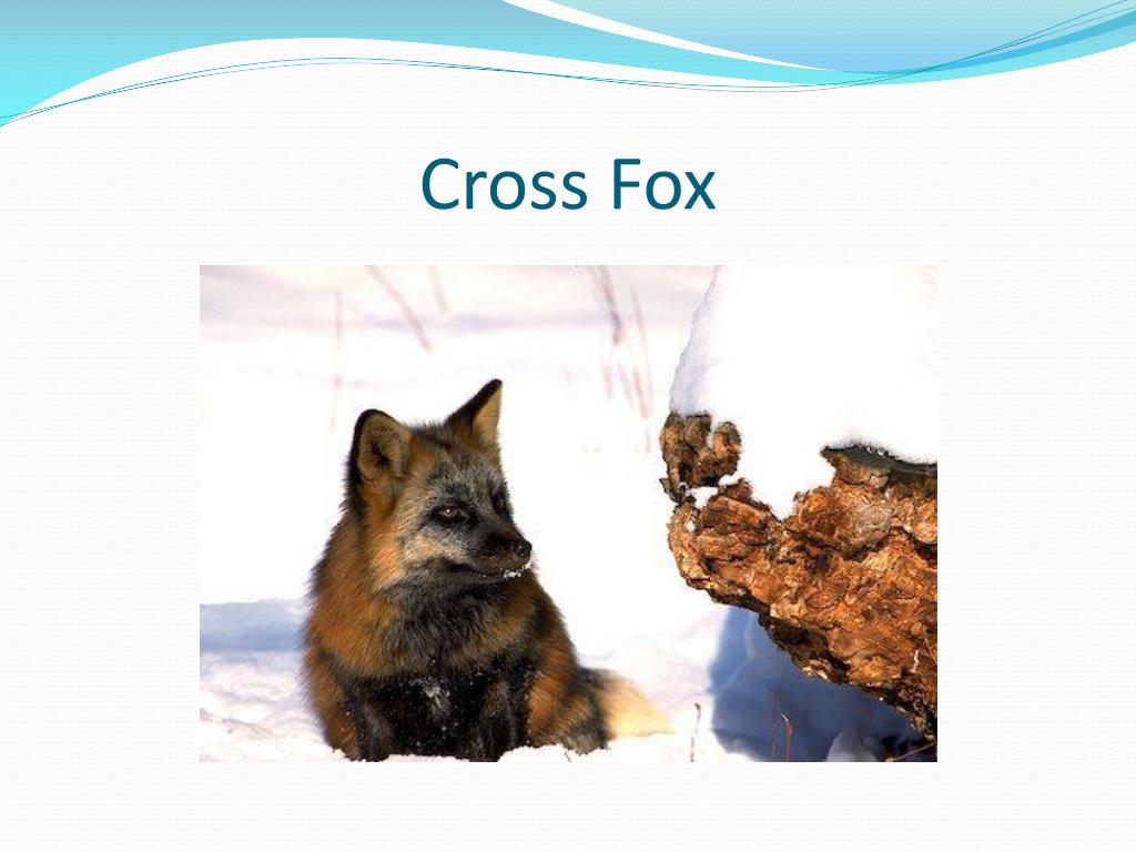 PPT - Fur Bearing Animals of Alberta PowerPoint Presentation, free ...
