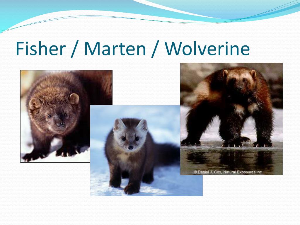 PPT - Fur Bearing Animals of Alberta PowerPoint Presentation, free ...