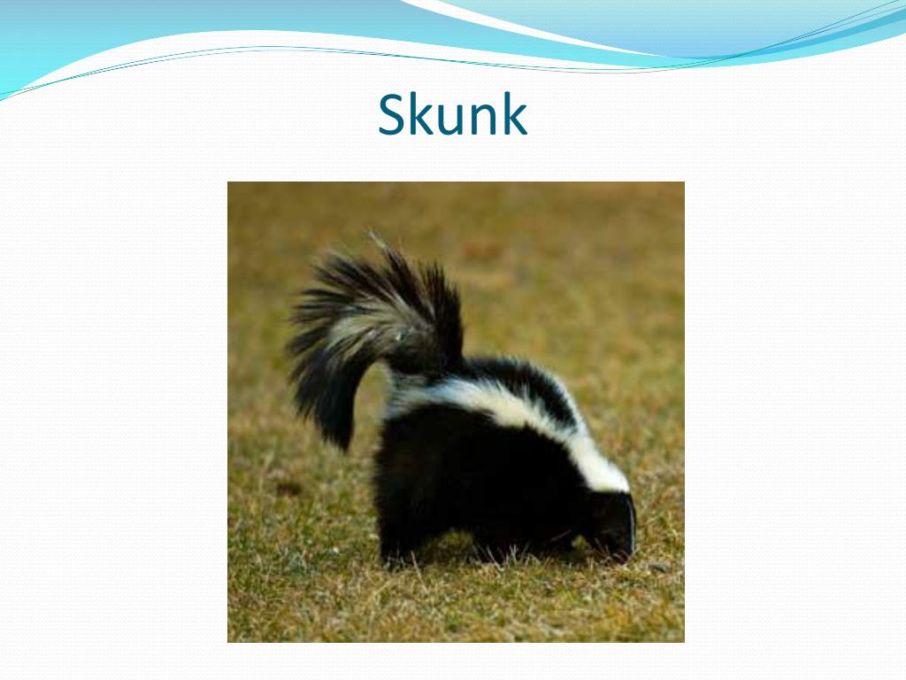 PPT - Fur Bearing Animals of Alberta PowerPoint Presentation, free ...