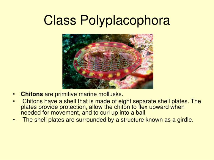PPT - Phylum Mollusca PowerPoint Presentation - ID:2254401