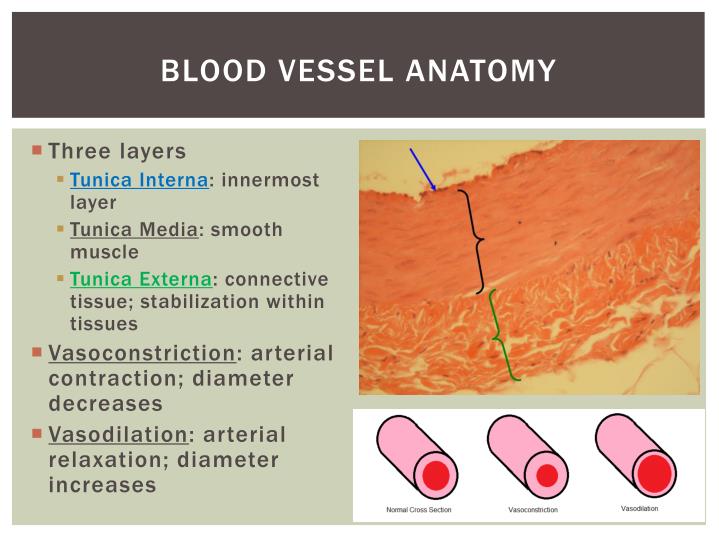 PPT - Chapter 13 Blood Vessels & Circulation PowerPoint Presentation ...