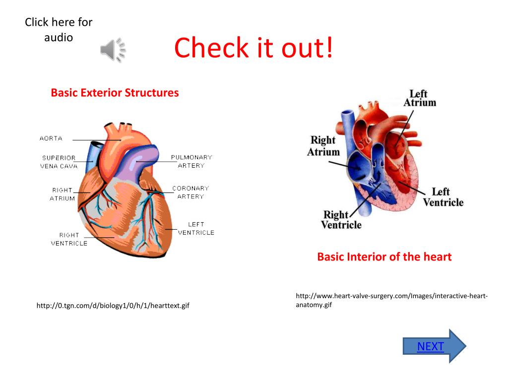 Ppt The Human Heart Powerpoint Presentation Free Download Id 2254677