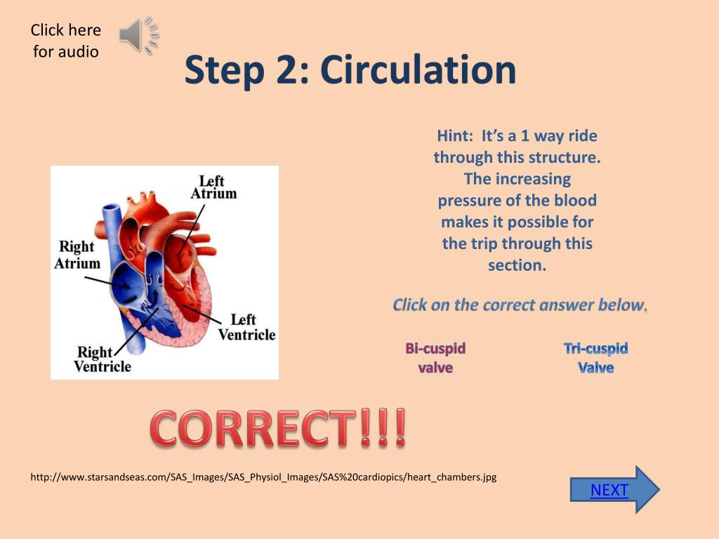 Ppt The Human Heart Powerpoint Presentation Free Download Id 2254677